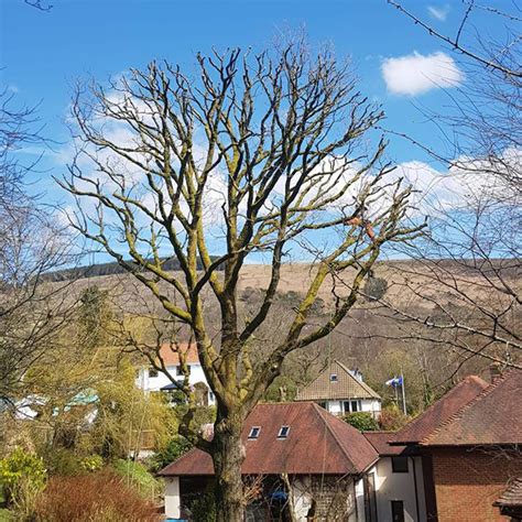 Crown Reduction Pitchford Tree Services