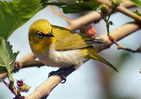 White Eye Alchetron The Free Social Encyclopedia