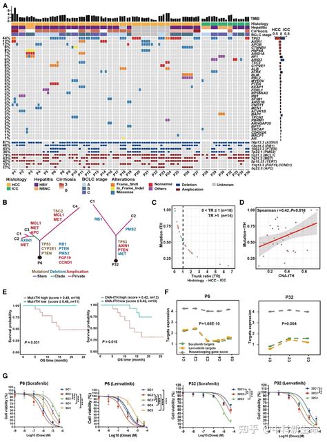 Cancer Cell 北京大学张宁 吴健民 杨兴等合作揭示肝癌内部异质性和耐药新机制并提出补充治疗方案 知乎