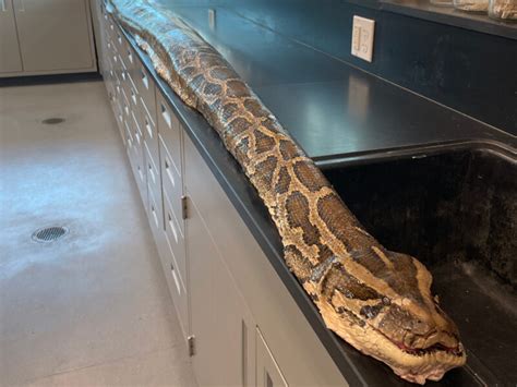 Reticulated Python Florida Range And Impact Guide