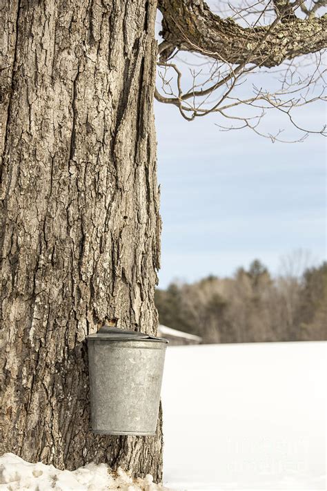 Sap Bucket On Maple Tree Photograph By Edward Fielding Pixels