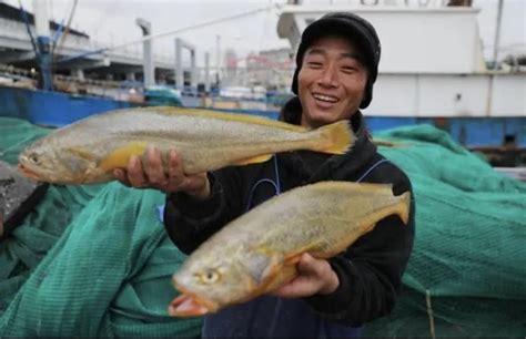 我国浙江某地的渔民捕捞到了4000多斤重的野生大黄鱼一夜暴富 探秘志
