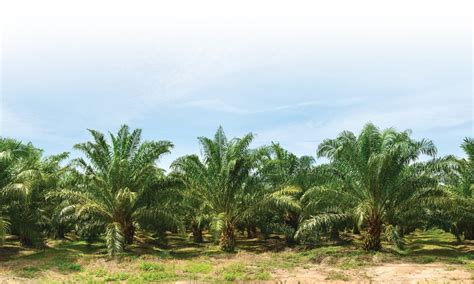 Geospatial Technologies For Sustainable Palm Oil Production
