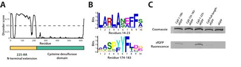 An N Terminal Signal Sequence Directs Cargo Loading In Vivo A Domain Download Scientific