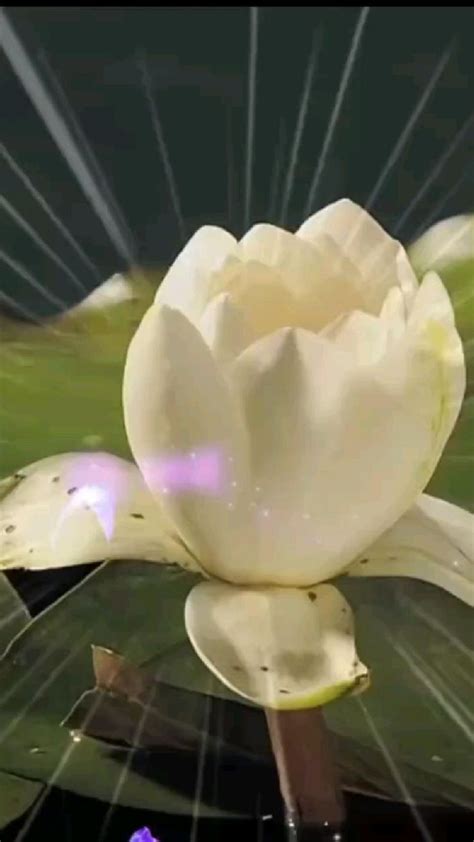 Доброе утро Розовые розы Кофейные иллюстрации С днем рождения