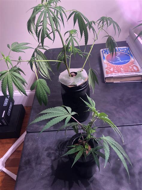 Mason Jars Hydroponics Experiment R Growbuddy