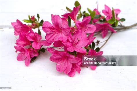 아름 다운 꽃 진달래 흰색 배경에 고립 부드러운 낭만적 인 배경입니다 평면도 꽃 봄 여름 개념입니다 로맨스와 사랑의 카드 개념입니다 0명에 대한 스톡 사진 및 기타 이미지