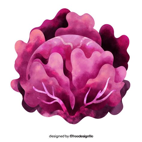 Red Cabbage Clipart Free Download