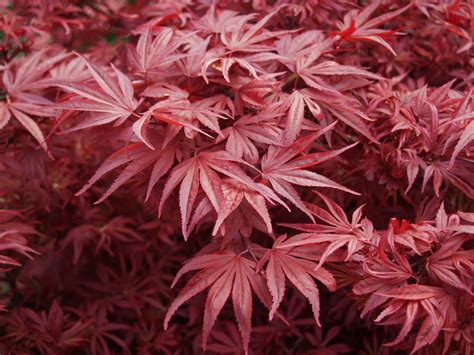In Search Of Japanese Maples Japanese Maple Tree Japanese Maple Dream Garden