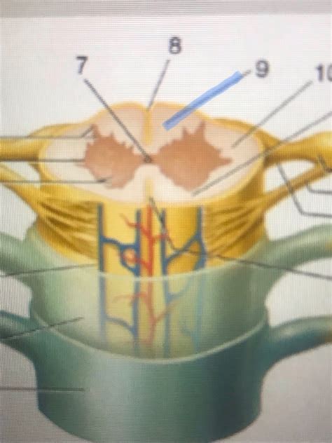 Many Brain And Spinal Cord Lab Pictures To Know Flashcards Memorang