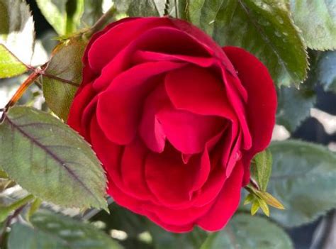 Rosa Precious Ruby