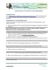 Transgenic Fly Lab Worksheet Student Converteddocx Virtual Lab The