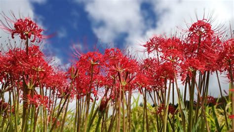 Higanbana 彼岸花 Spider Lily Viewing Explore Kumamoto