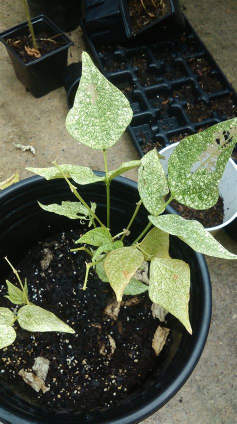 Why Arent My Green Beans Flowering