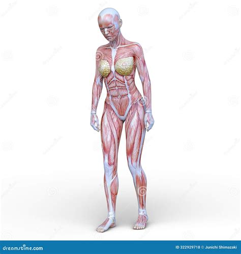 3d Rendering Of A Female Human Body Model Stock Illustration