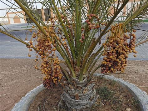 Small Dates Palm Tree With Fruits In Abu Dhabi Uae Stock Image