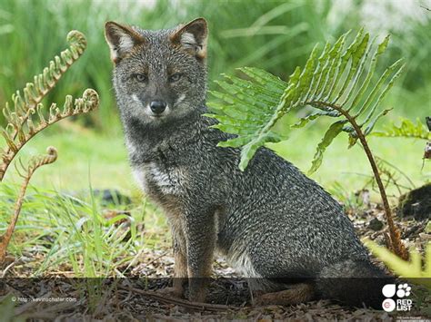 Darwins Fox Carnivore Conservation Compendium