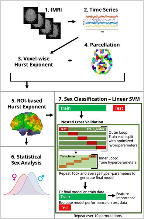 Overall Workflow Of Analysis 1 Functional Mri Images From The Human Download Scientific