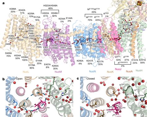 Proton Translocation Pathways A The Ma Contains A Central Axis Of Download Scientific Diagram