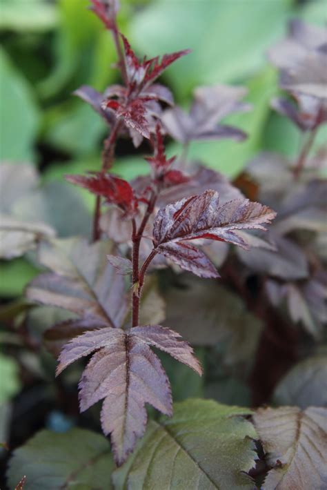 Malus ‘roundabarrow Ruby Pan Global Plants