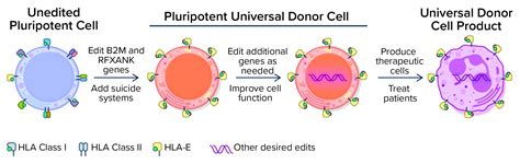 Allogeneic Hla Antigen Properties — Renue
