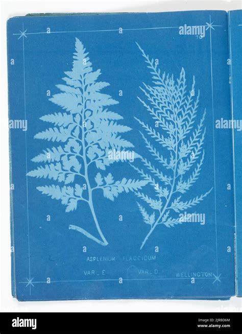 Asplenium Flaccidum Var E Var D Wellington From The Album New