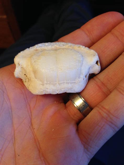 Shell Fossil Identification R Shells