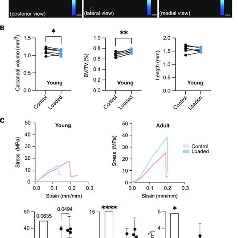 Optogenetic Activation Of Triceps Surae Muscle Group Is Not Invasive Download Scientific