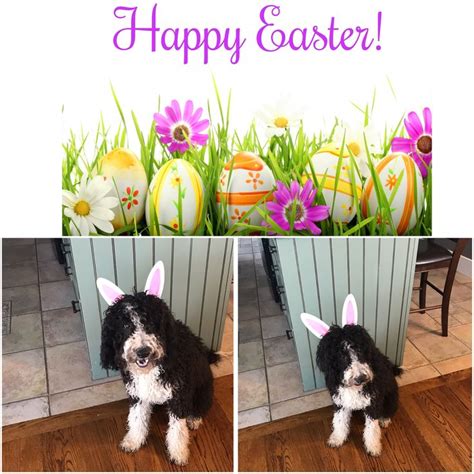 Sheepadoodle With Bunny Ears And Easter Eggs