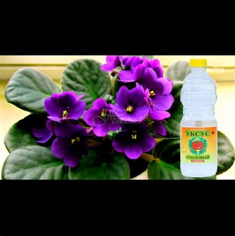 Най мощният убиец на паразити и плевели се крие в кухнята ви За Жената