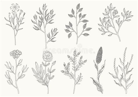 Flower And Leaves Set Different Floral Elements In Sketch Style Stock Vector Illustration Of