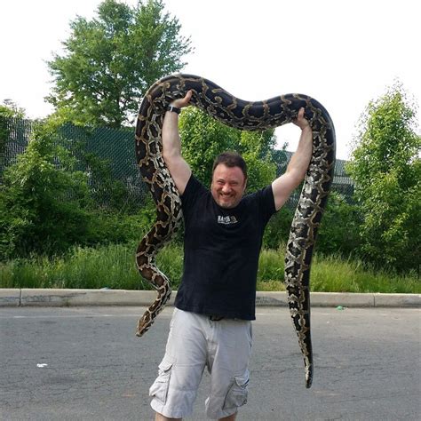 Burmese Python Pet