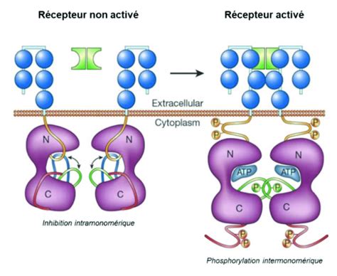 Mécanisme Dactivation Dun Rtk Daprès Blume Jensen 353 Download Scientific Diagram