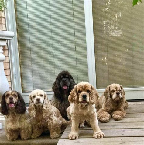 ჩემი ერთგული მეგობარი