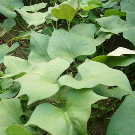 10pcs Graines De Patate Douce Jaune Patate Douce Cdiscount Jardin