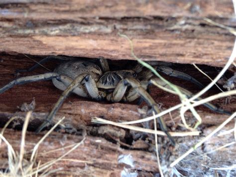 18 Best U Rumpy Pumpy Images On Pholder Pugs Spiders And Spiderbro