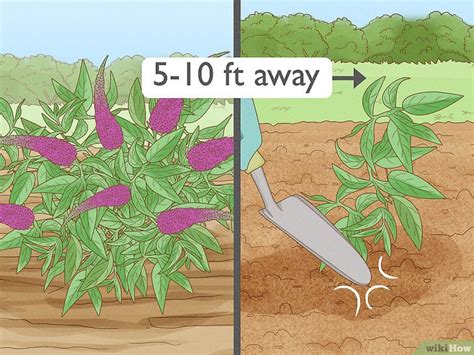 How To Prune Buddleia Timing Trimming Deadheading And More