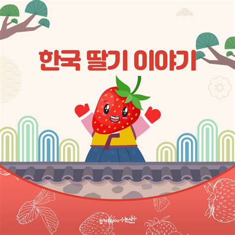 논산딸기향tv 한국 딸기 이야기🍓 딸기의 계절이 돌아왔어요 한국딸기의 스토리와 함께 한국딸기의