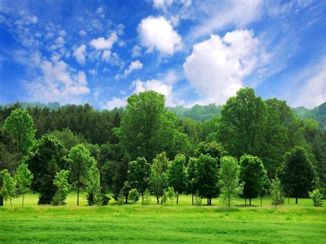 Green Trees Design Backgrounds For Powerpoint Templates PPT Backgrounds