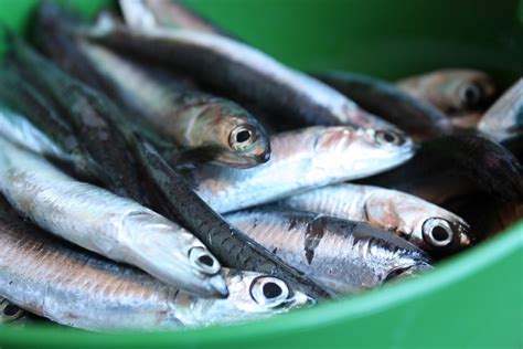 Cook Book Hook Skuše I Inćuni