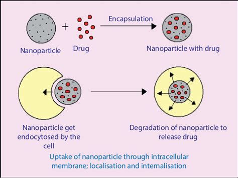 5 Systemic Uptake Of Nanoparticle Through Intracellular Membrane Download Scientific Diagram