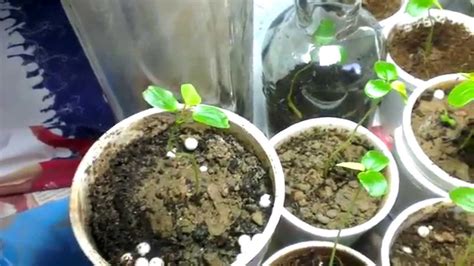 How To Grow Passion Fruit From Seeds Youtube