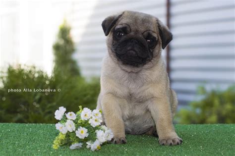 Мопс девочка 58 фото картинки Sobakovod Club