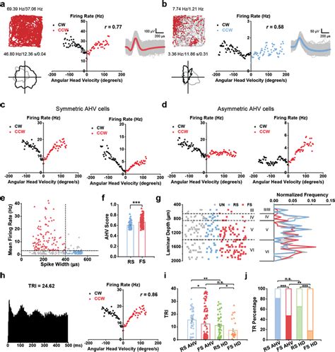somatosensory regular‐spiking rs and fast‐spiking fs angular head