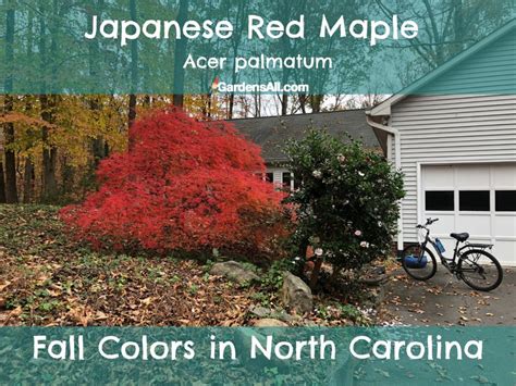 Fall Colors In North Carolina GardensAll