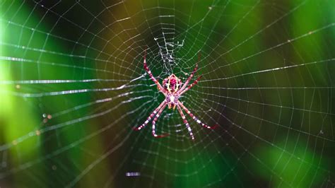 5538 Spiders Up Close Stock Videos Footage And 4k Video Clips Getty