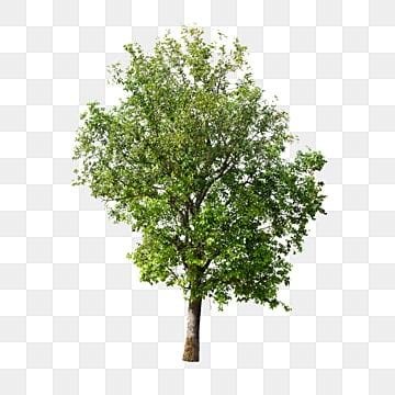 Isolated Tree PNG Picture Isolated Trees On White Background Tree