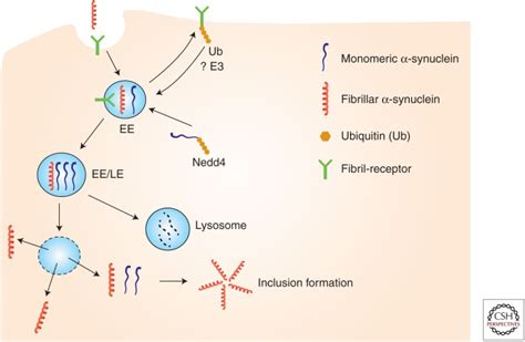 The Transcellular Propagation And Intracellular Trafficking Of α Synuclein Pmc