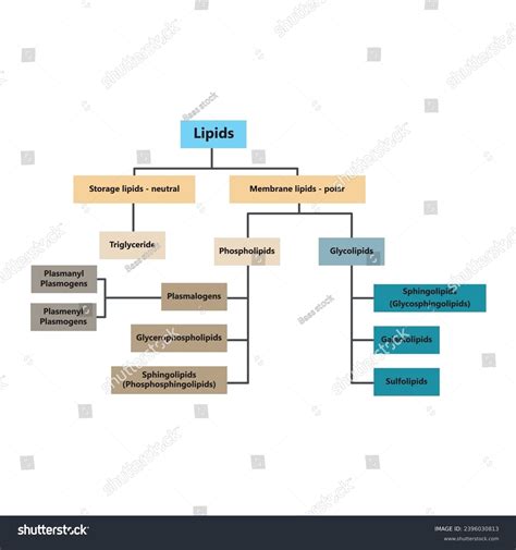 Diagram Showing Classification Lipids Storage Lipids Stock Vector Royalty Free 2396030813