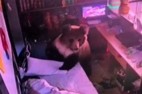 反应超淡定男子熟睡时遇上现实版熊出没 新闻看看